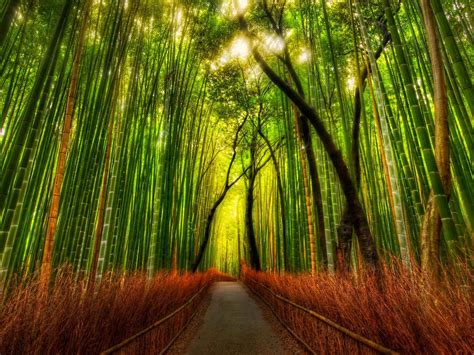 Sagano Bamboo Forest Wallpapers Wallpaper Cave
