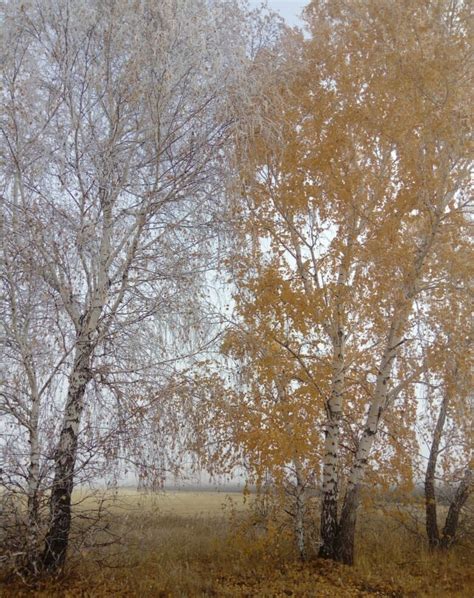 Мачеха Истории от бабули Дзен