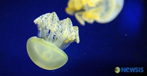 동해안 해파리 분포지역 확산