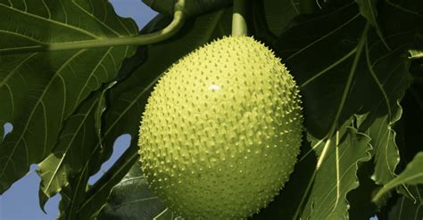 Breadfruit Plant World History Encyclopedia