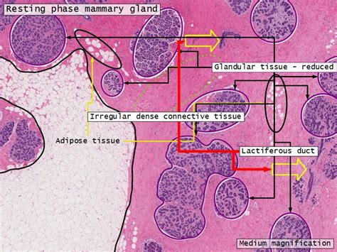 Mammary Gland Slide Histology Of The Female Reproductive System