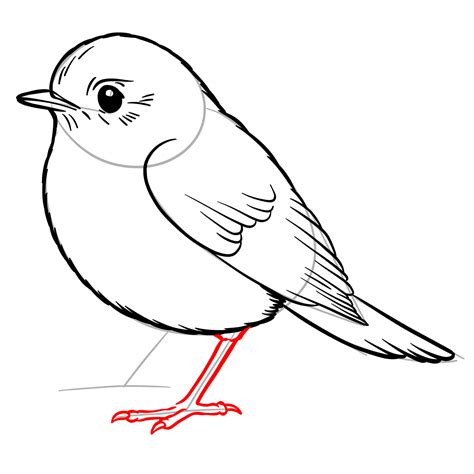 Easy Step By Step Tutorial On How To Draw A Robin Bird
