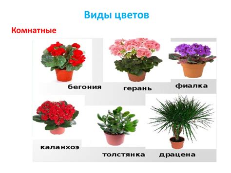 Картинки комнатные растения для дошкольников
