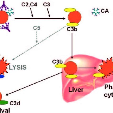 Biphasic Complement Mediated Hemolysis In Paroxysmal Cold