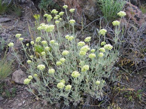 Parsnipflower Buckwheat Eriogonum Heracleoides Western Forbs