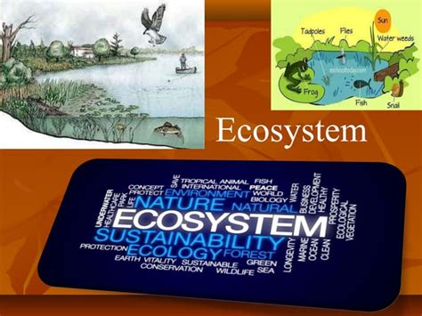 Ecosystems Powerpoint Pptx