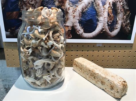 Structure Made Of Mushrooms Shows Potential For Zero Waste Architecture