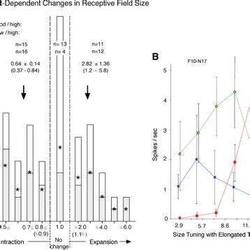 Physiological Correlates A Relation Between The RF Size And Its Download Scientific Diagram