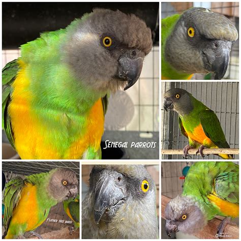 Green Cheek Conure Color Mutations Chart
