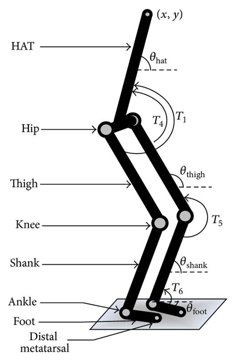 Human Body Segmentation Planar Model Download Scientific Diagram