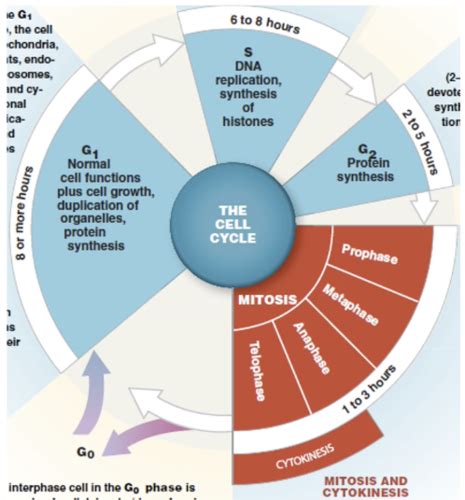 Chapter 3 Unit 4 Mitosis And Dna Replication Flashcards Quizlet