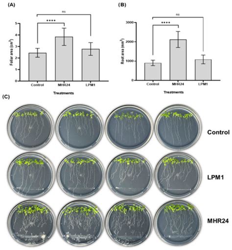 The Rhizobacterium Bacillus Amyloliquefaciens Mhr24 Has Biocontrol