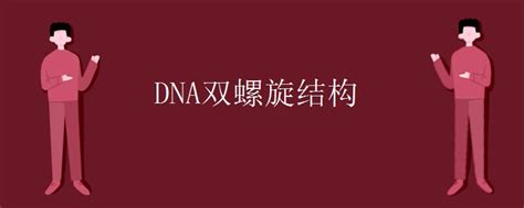 Dna双螺旋结构 高三网
