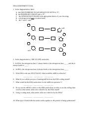Understanding DNA Structure And Protein Synthesis A Course Hero