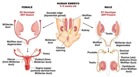Sexual Differentiation Flashcards Quizlet