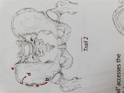 Lab Practical ¹ Flashcards Quizlet