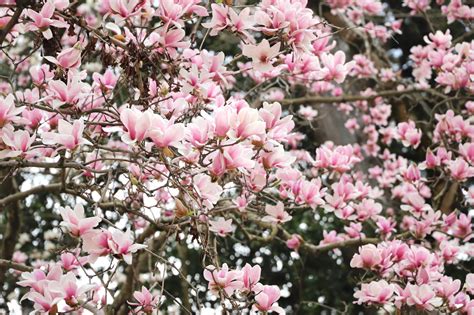 მაგნ ზუგდიდის ბოტანიკური ბაღი Zugdidi Botanical Garden Facebook