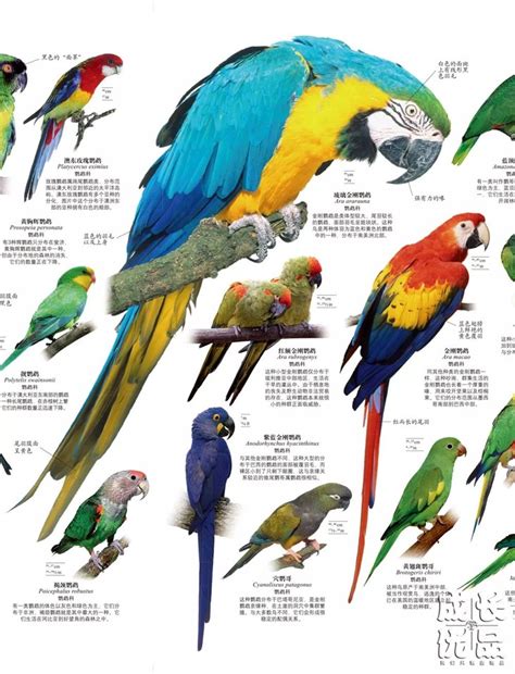 博物大百科电子版 dk博物大百科电子版 dk博物大百科点读包 大山谷图库