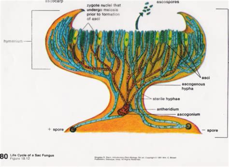 Unit Fungi Flashcards Quizlet Unit Fungi Flashcards Quizlet