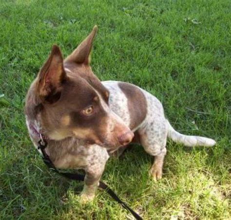 German Shorthaired Pointer Corgi Mix Gsp Owners