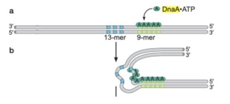 Dna Replication Initiation Flashcards Quizlet