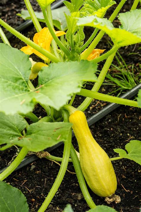 Learn How to Plant and Grow Crookneck Squash | Gardener's Path
