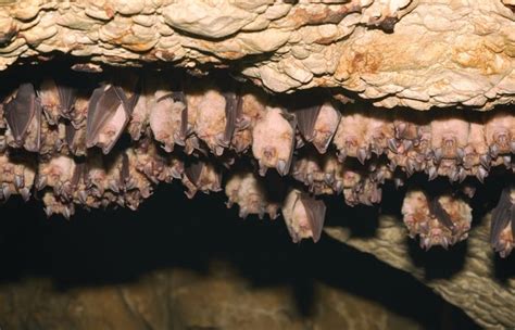 لانه خفاش خواص جیوه، موارد مصرف و قیمت ستاره