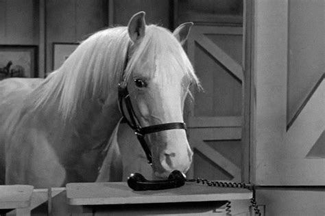 Mister Ed (Character) | hobbyDB