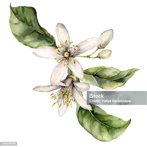 레몬 꽃 새싹 및 잎의 수채화 열대 카드 흰색 배경에 고립 된 과일 가지를 손으로 칠했습니다 디자인 인쇄 직물 또는 배경을위한