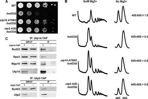 Bud23Δ Mutant Is Suppressed By Mutations In The Ssu Processome Proteins