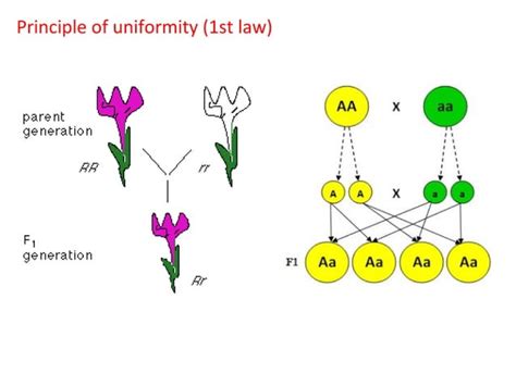 5biological Inheritance Ppt