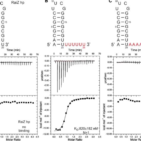 A Hairpin Containing Rna Binds To Lpp1663 With Enhanced Affinity A C