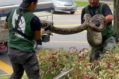 Huge Python Weighing 19kg Was Found In Singapore This Week