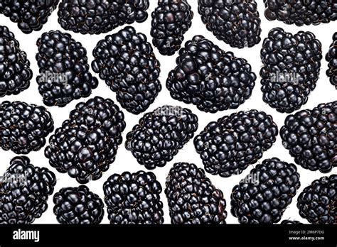 blackberry background forest berries texture full depth of field