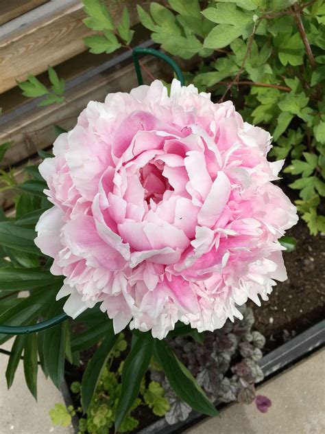 Півонія Sarah Bernand