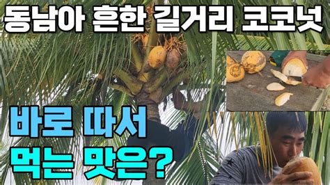 동남아 시골에서 흔히 볼 수 있는 가로수 코코넛을 바로 따서 먹는 그 맛은ㅣ말레이시아 조호바루 신도시와 가까운 어촌 마을의 친절한 삼촌들과 코코넛 열매 따서 먹기