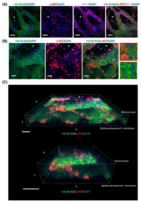 Immunostaining Images And Three Dimensional 3d Fluorescence Image Of