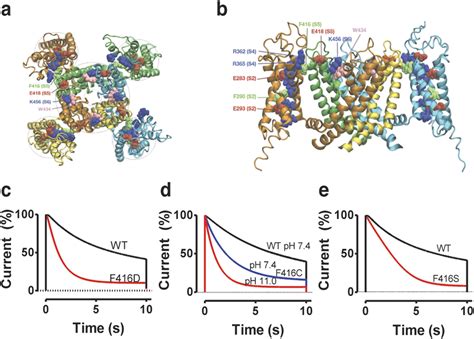 The Pore Domain Vsd Interface Is Important For C Type Inactivation