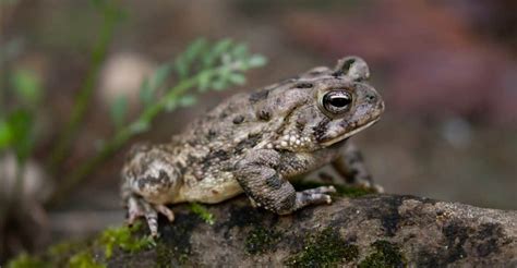 Fowlers Toad Lifespan Size Appearance And More A Z Animals