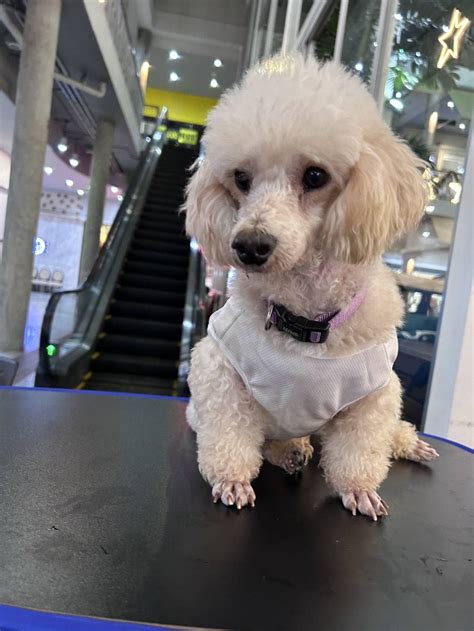 สี่ขาหาบ้าน แชร์ ช่วย ️ “เบนจี้” เพศผู้ 5 6 ขวบ วัคซีน