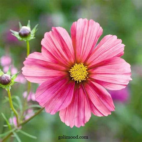 ببین با این عکس پروفایل گل و طبیعت 2024 کلاً حس و حال پیجتو عوض کن