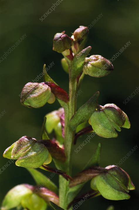 Frog Orchid Stock Image B535 0584 Science Photo Library