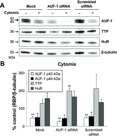 Expression Of Rna Binding Proteins In Beas 2b Cells Following Auf 1
