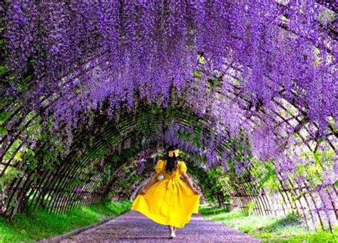 Japan Wisteria Season 2025 Where To See Wisteria In Japan And Famous