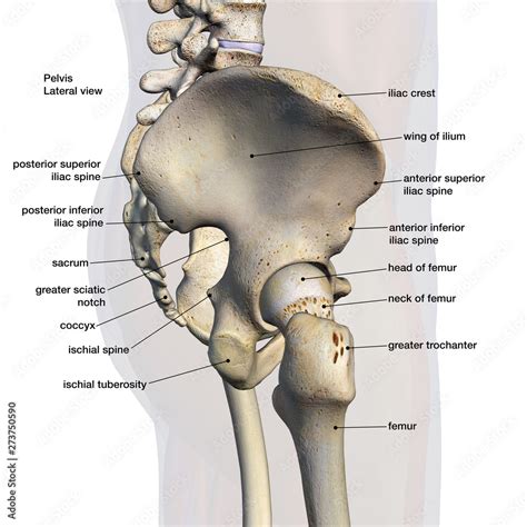 Pelvic And Hip Bones Labeled Side View On White Stock Illustration