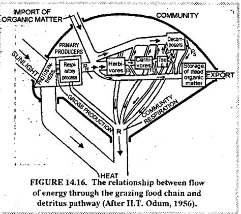 Energy Flow In An Ecosystem And Ecological Succession Jhotpotinfo