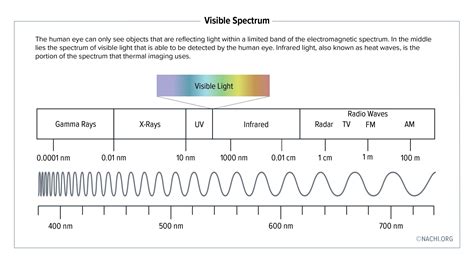 can visible light be absorbed by genetic material at callie douglass blog
