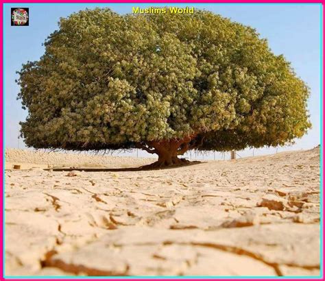 Muslims World This Is The Blessed Tree That Rasoolallah