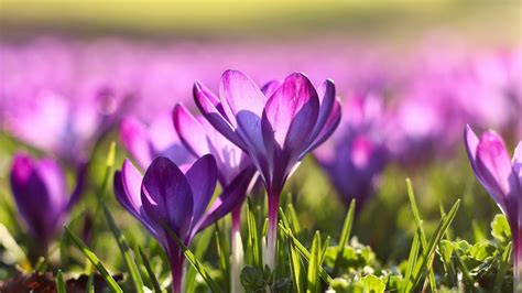 Музыка весеннего вдохновения・Релаксация・Спокойная фоновая музыка Youtube