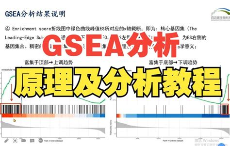 Gsea分析原理及流程方法【百迈客生物】 哔哩哔哩